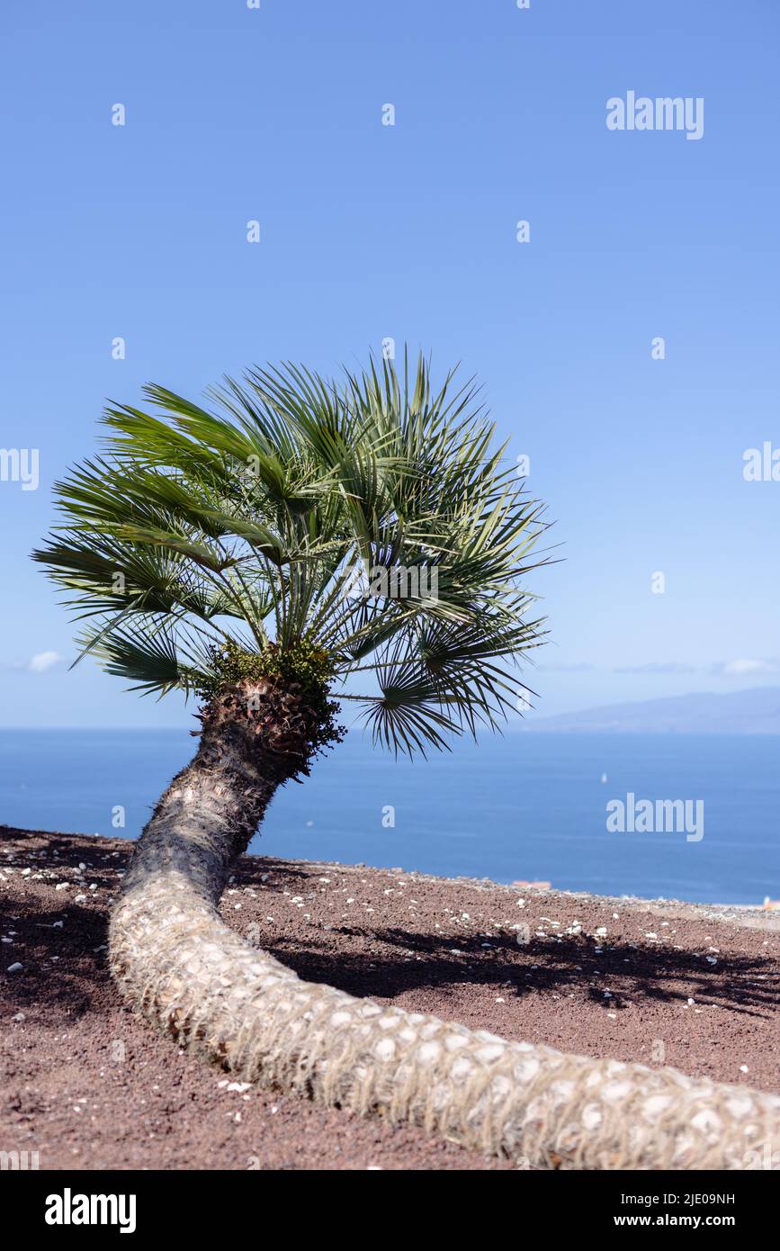 Palm tree of strange form laying on the ground Stock Photo - Alamy