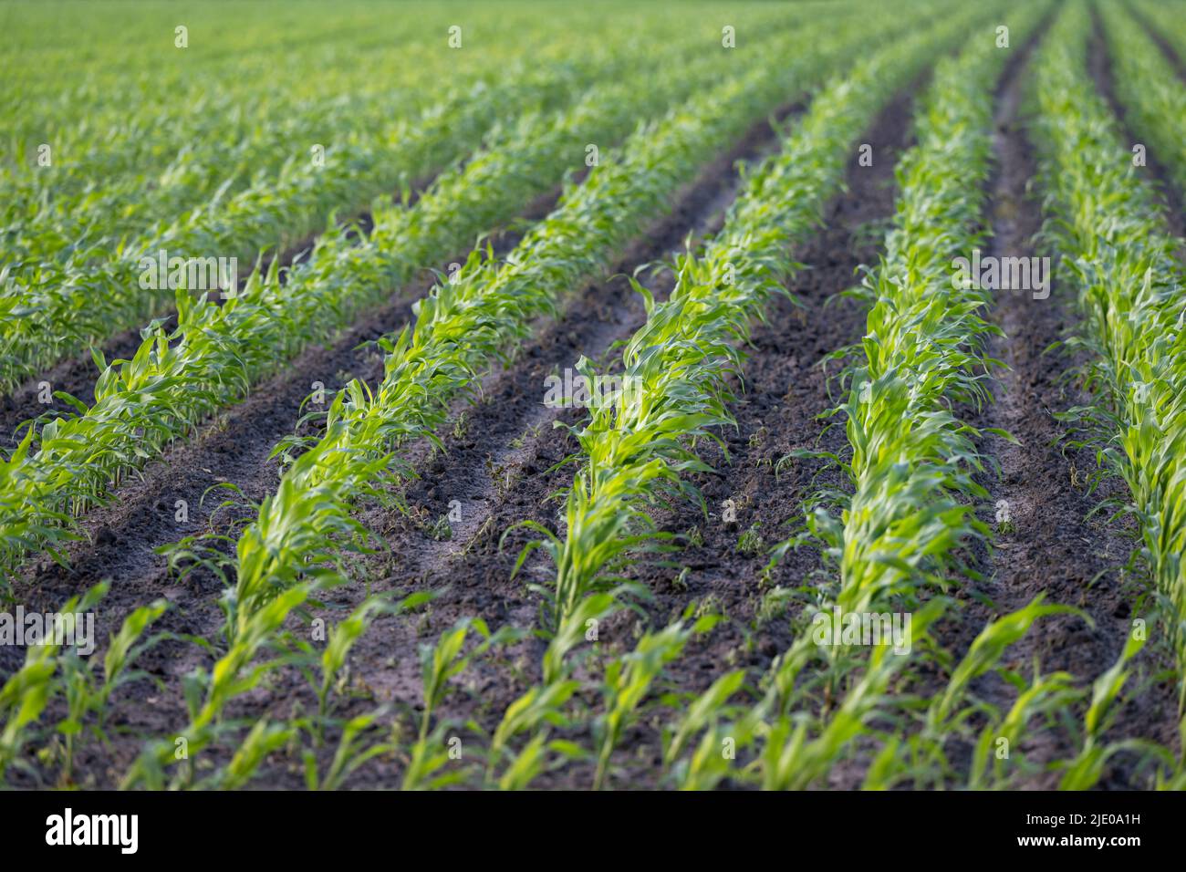 Farm field with young maize planting in the spring Stock Photo - Alamy