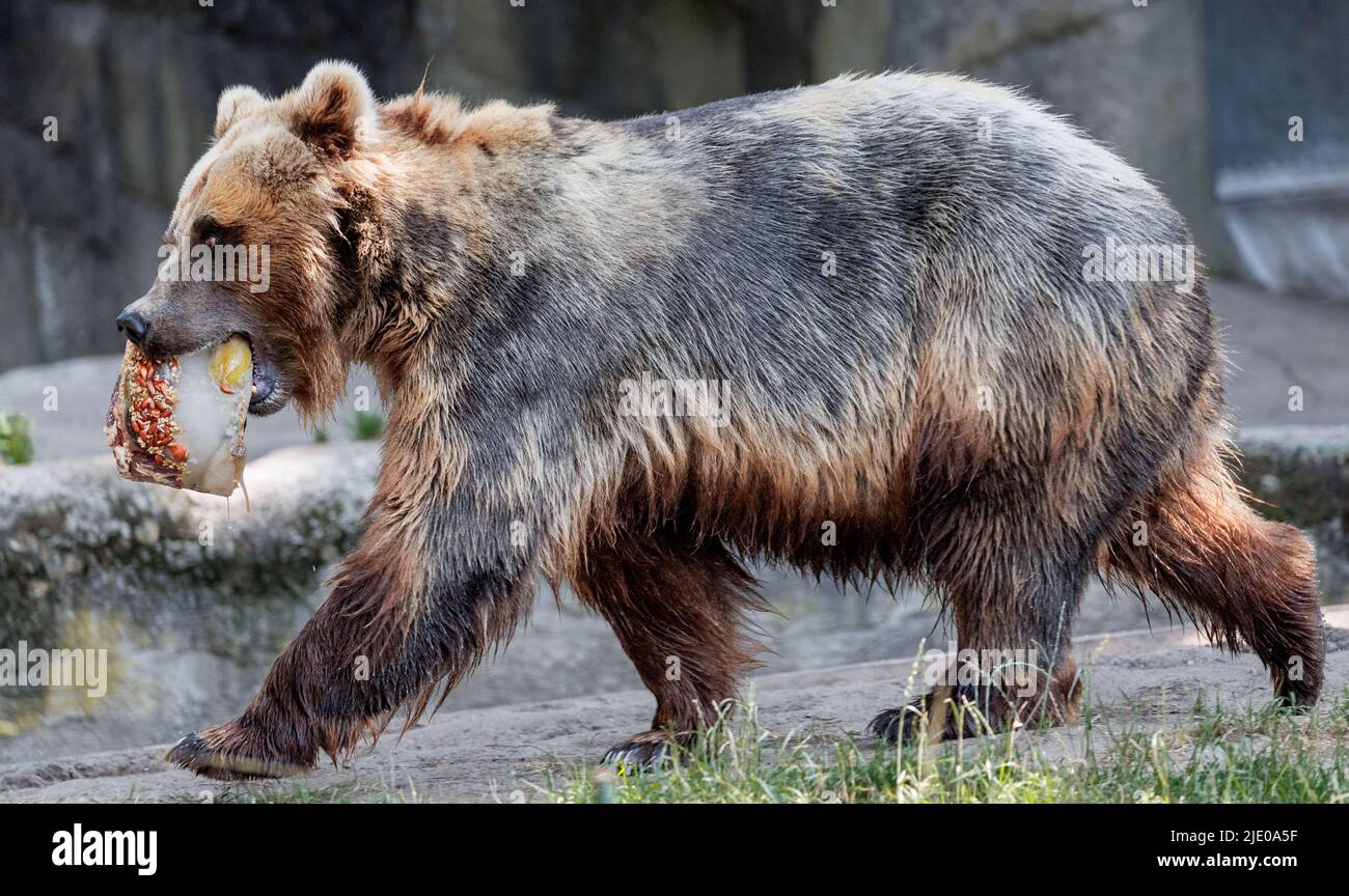 Masha bear hi-res stock photography and images - Alamy