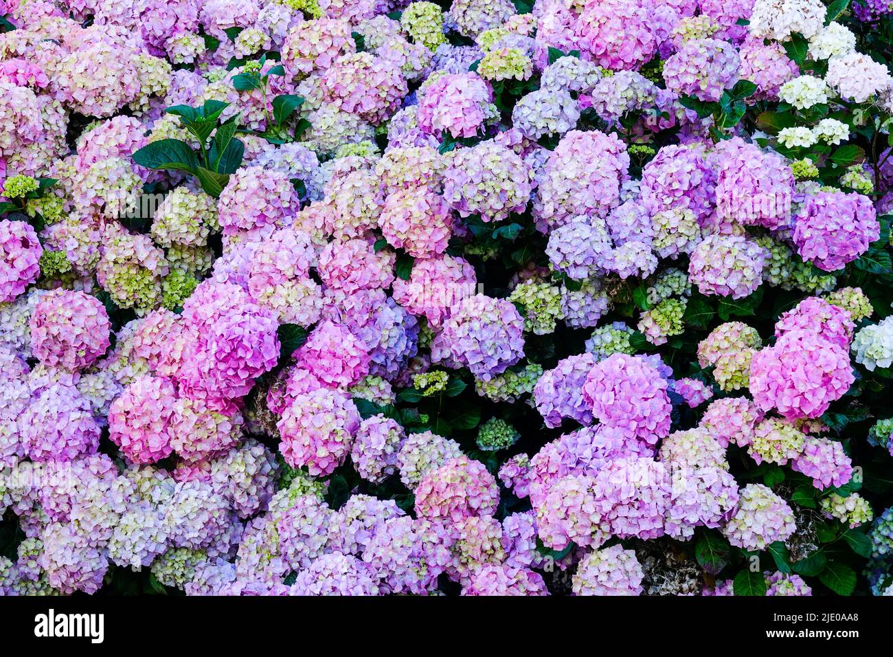 Hortensias (Hydrangea), department of Finistere, region of Brittany ...