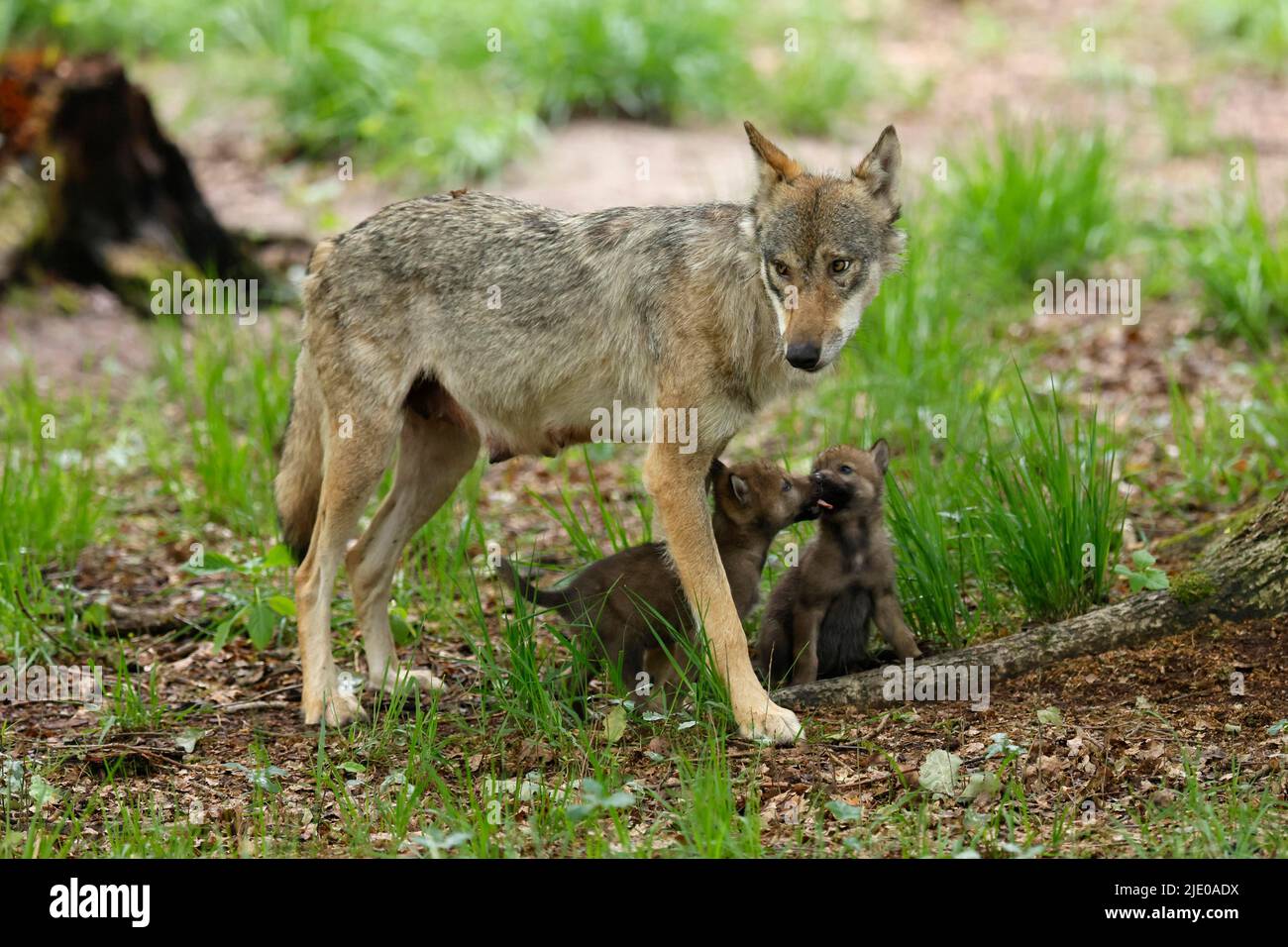 European gray wolf (Canis lupus), adult with pups, captive Stock Photo ...