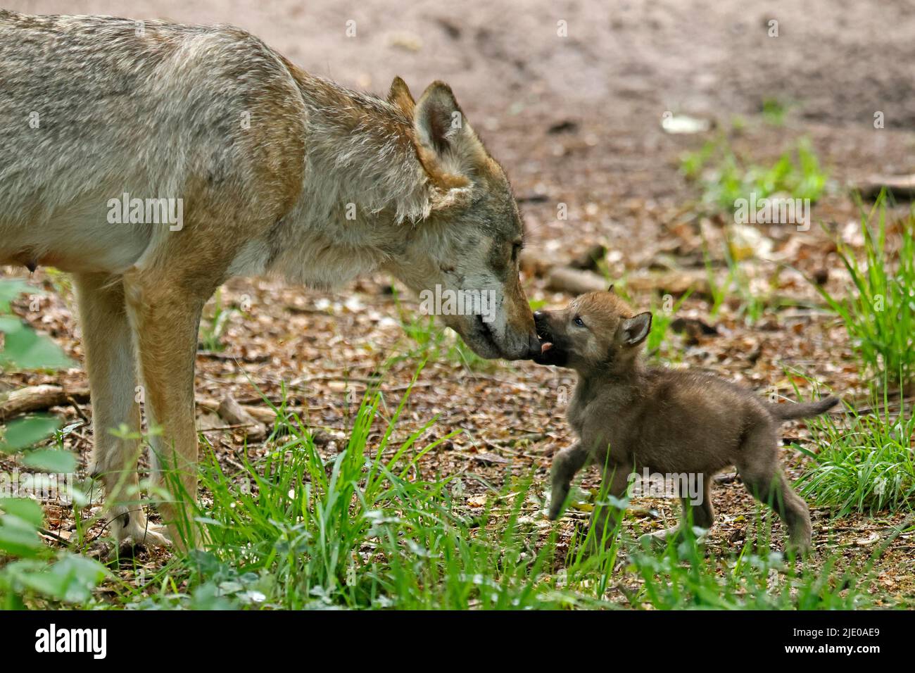 European gray wolf (Canis lupus), adult with pups, captive Stock Photo ...
