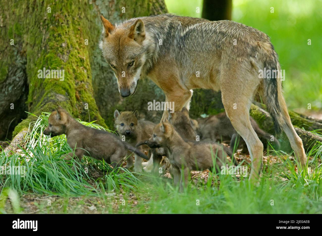 European gray wolf (Canis lupus), adult with pups, captive Stock Photo ...