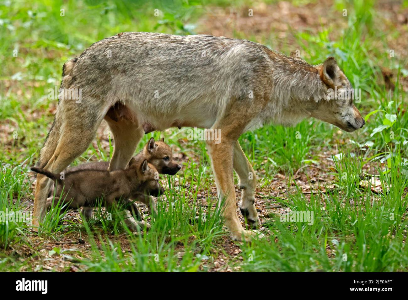 European gray wolf (Canis lupus), adult with pups, captive Stock Photo ...