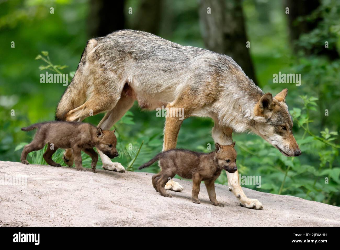 European gray wolf (Canis lupus), adult with pups, captive Stock Photo ...