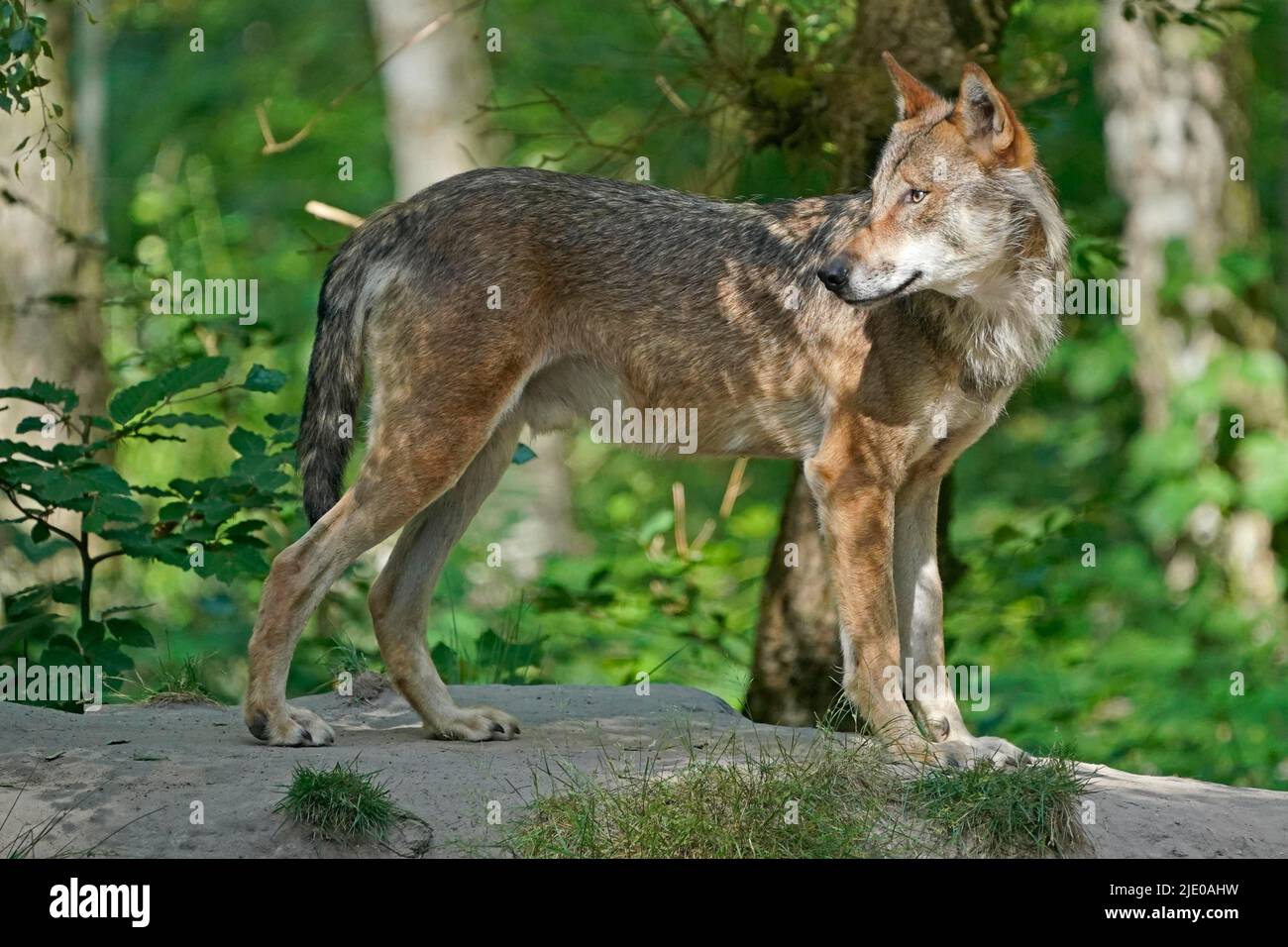 European gray wolf (Canis lupus), standing, captive Stock Photo - Alamy