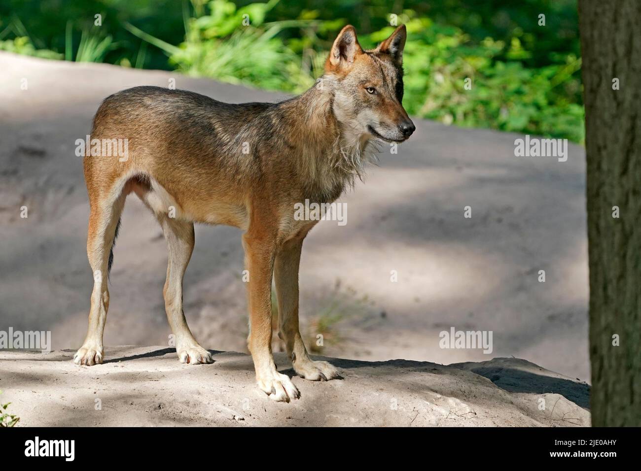 European gray wolf (Canis lupus), standing, captive Stock Photo - Alamy