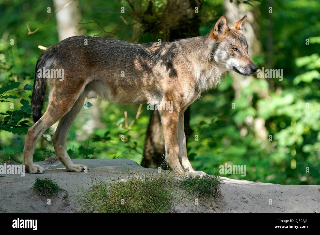 European gray wolf (Canis lupus), standing, captive Stock Photo - Alamy