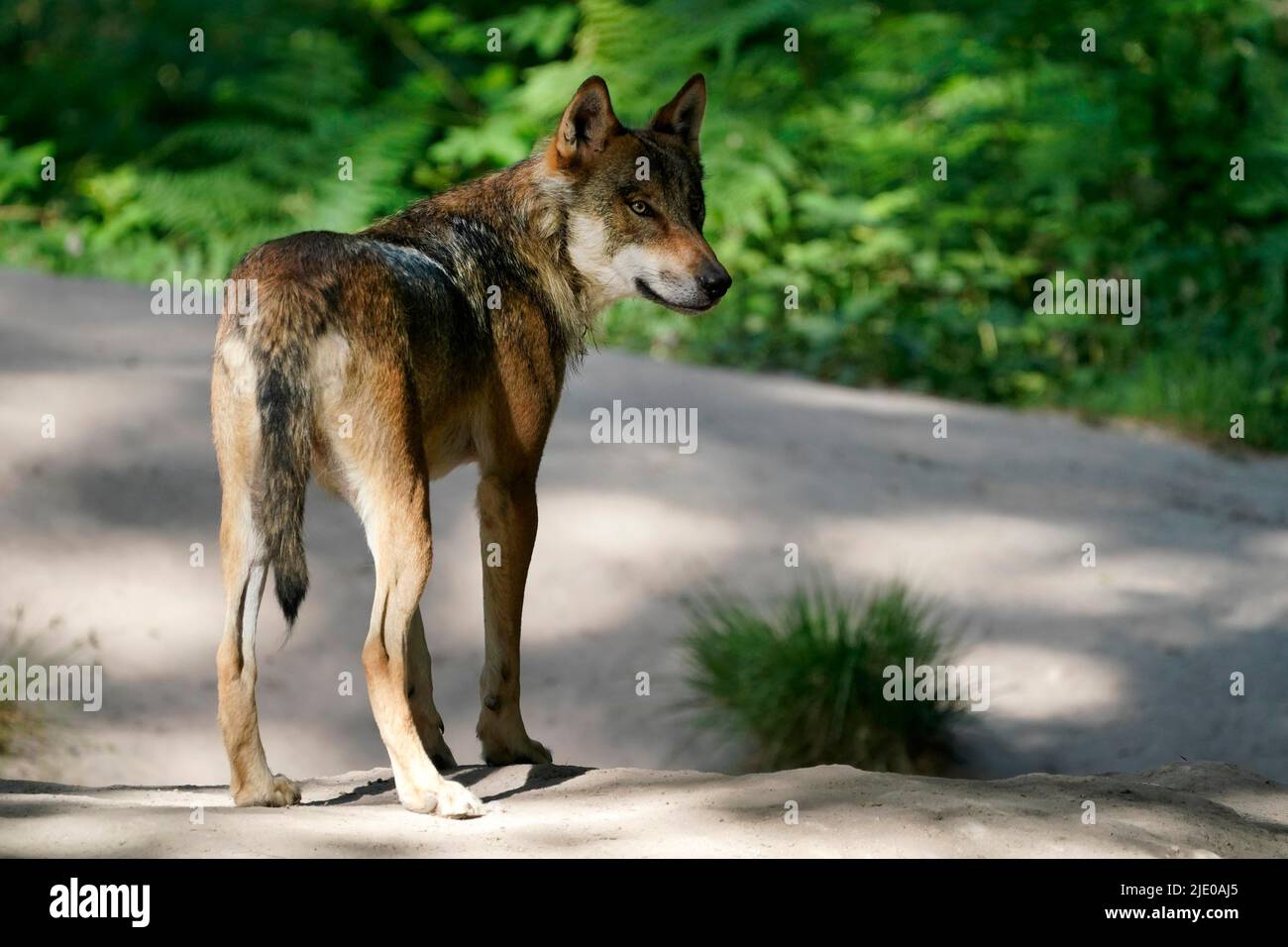 European gray wolf (Canis lupus), standing, captive Stock Photo - Alamy