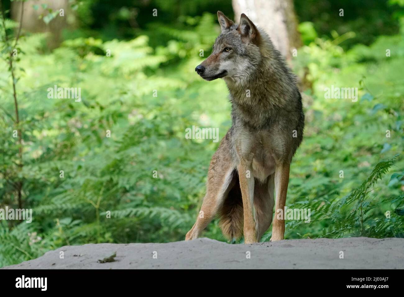European gray wolf (Canis lupus), standing, captive Stock Photo - Alamy
