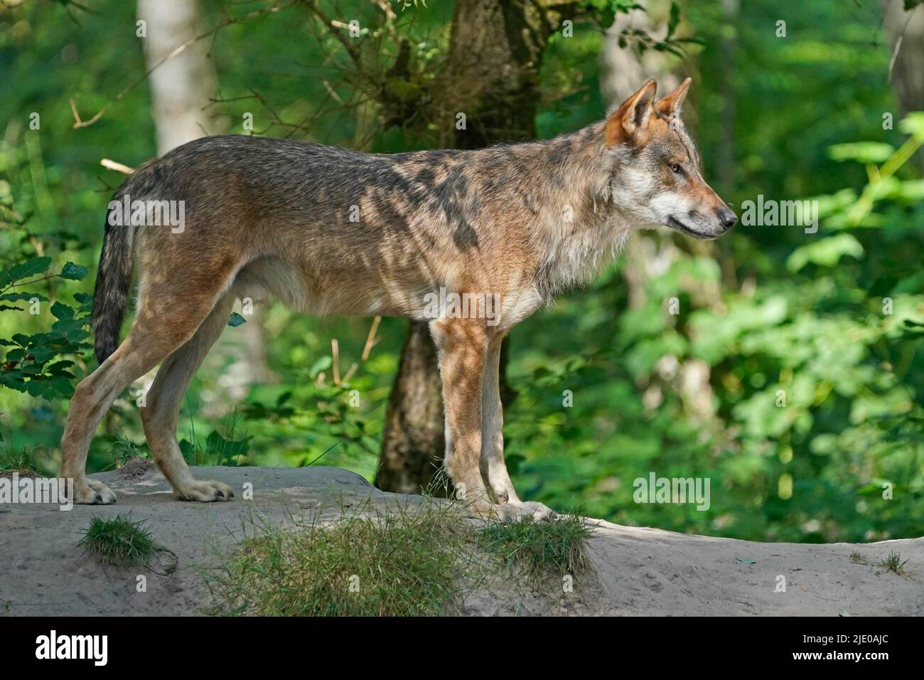 European gray wolf (Canis lupus), standing, captive Stock Photo - Alamy