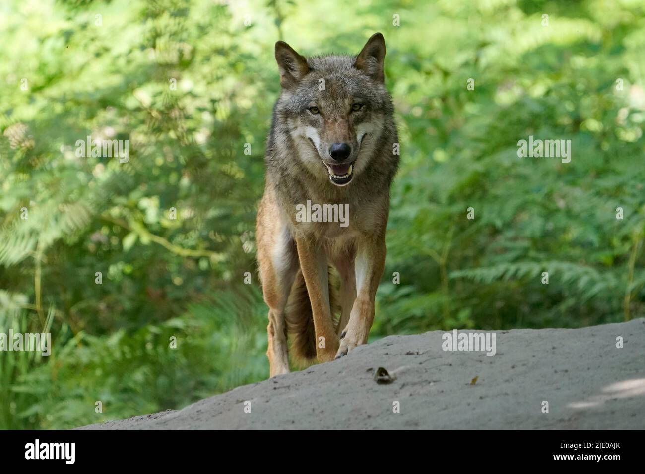 European gray wolf (Canis lupus), standing, captive Stock Photo - Alamy
