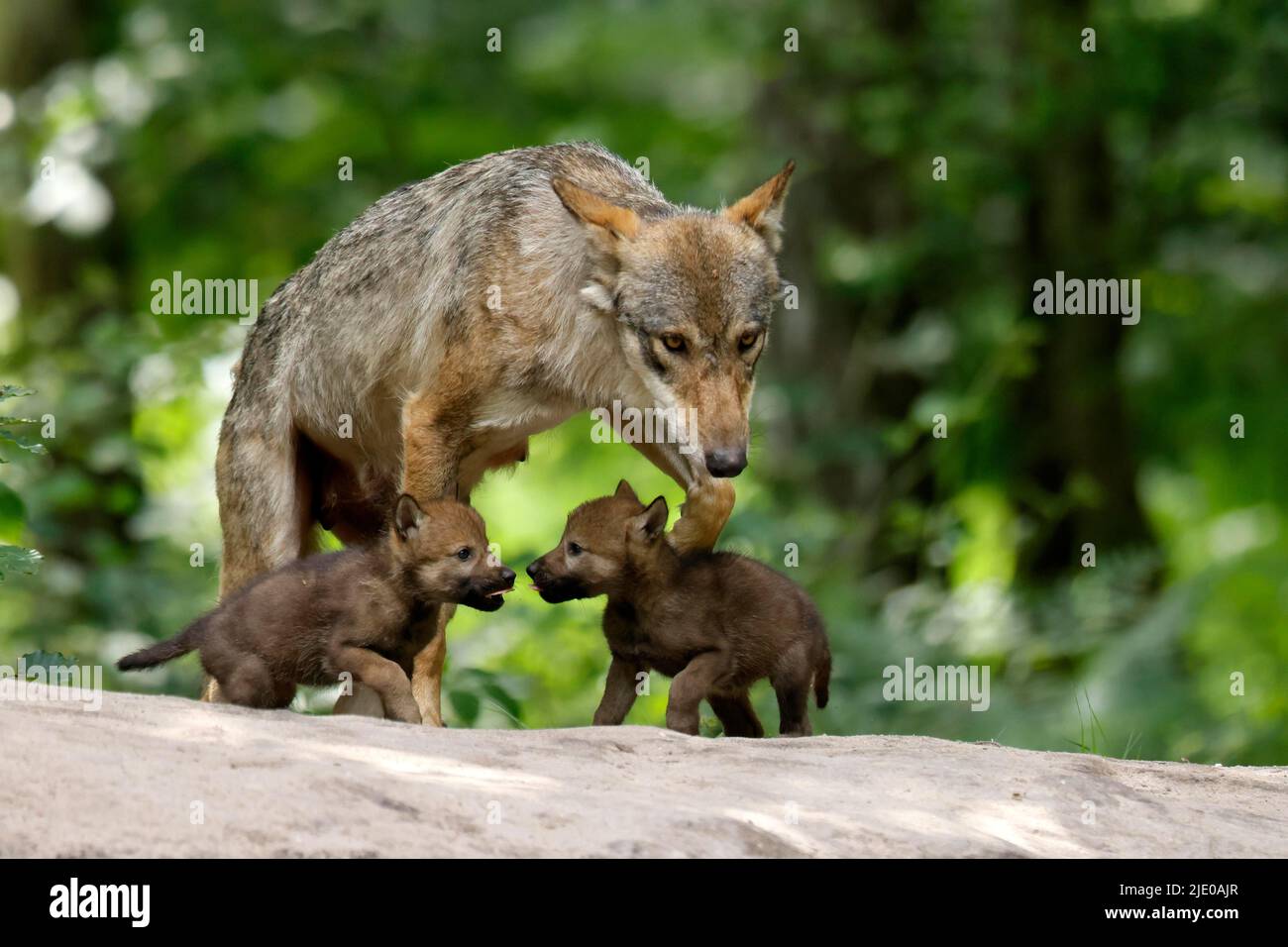 European gray wolf (Canis lupus), adult with pups, captive Stock Photo ...