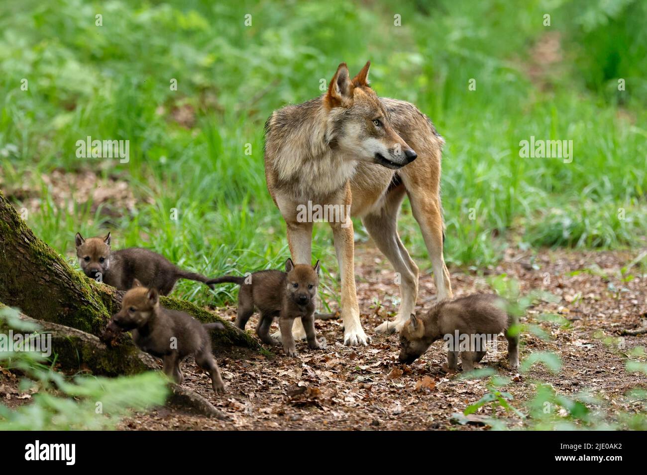 European gray wolf (Canis lupus), adult with pups, captive Stock Photo ...