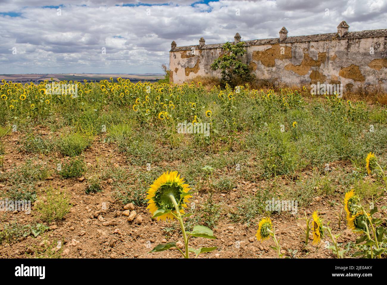 Landscape and nature in south Spain during summer time, Spain is home ...