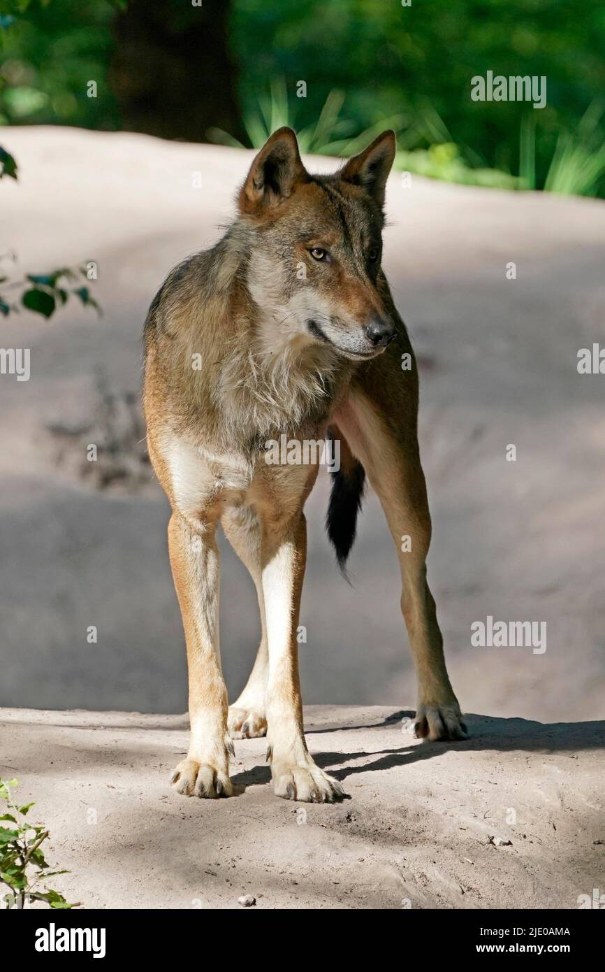 European gray wolf (Canis lupus), standing, captive Stock Photo - Alamy