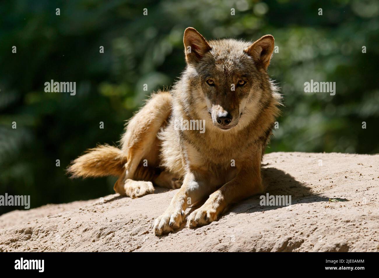 European gray wolf (Canis lupus), adult with pups, captive Stock Photo ...