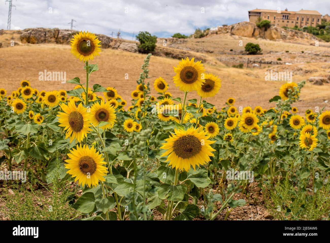 Landscape and nature in south Spain during summer time, Spain is home ...
