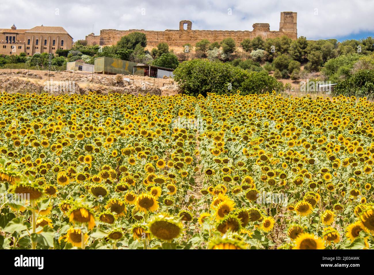 Landscape and nature in south Spain during summer time, Spain is home ...