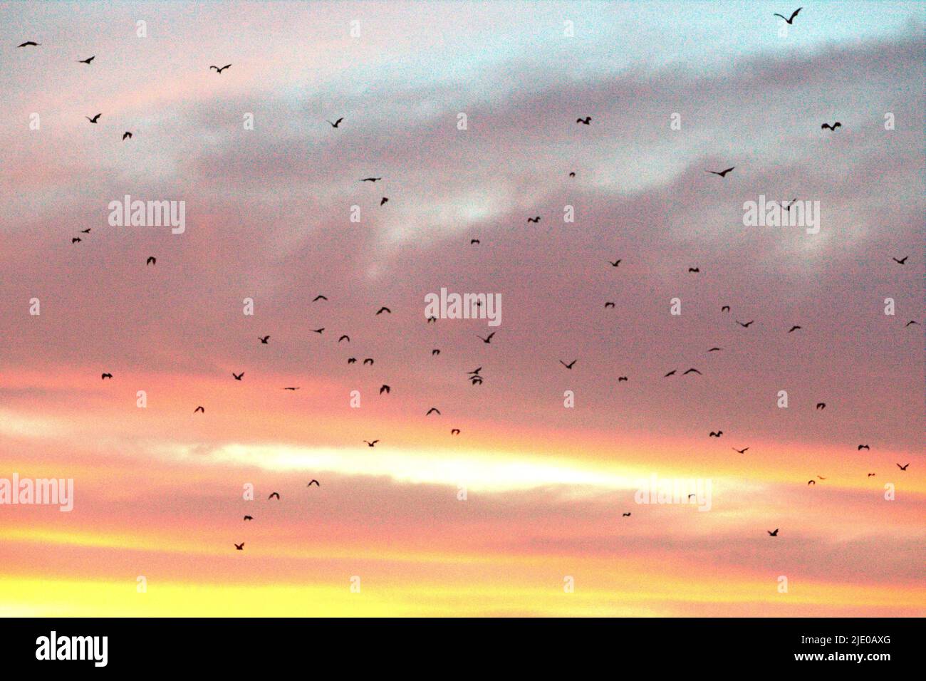Bats flying on the sky, leaving their nesting island, Pulau Kalong (Bat ...