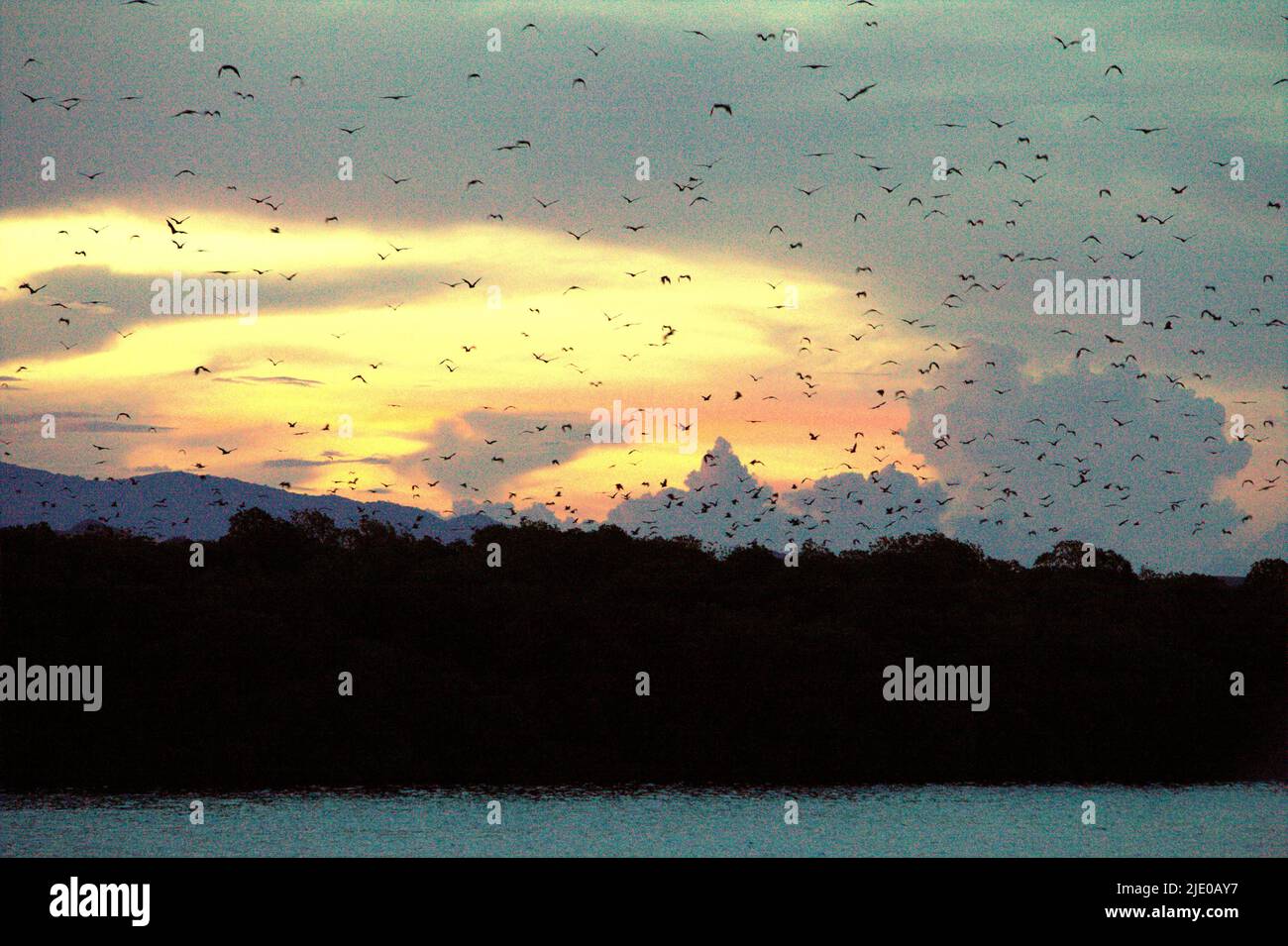 Bats flying on the sky, leaving their nesting island, Pulau Kalong (Bat ...