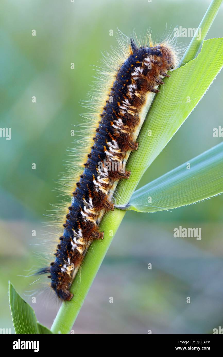 Adult caterpillar of the drinker moth (Euthrix potatoria) or drinker ...