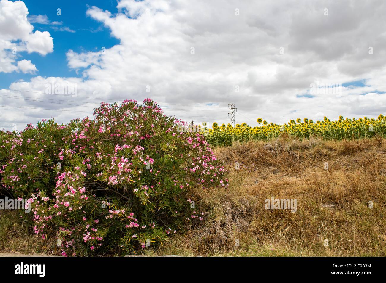 Landscape and nature in south Spain during summer time, Spain is home ...