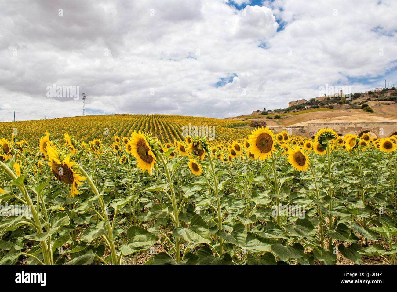 Landscape and nature in south Spain during summer time, Spain is home ...
