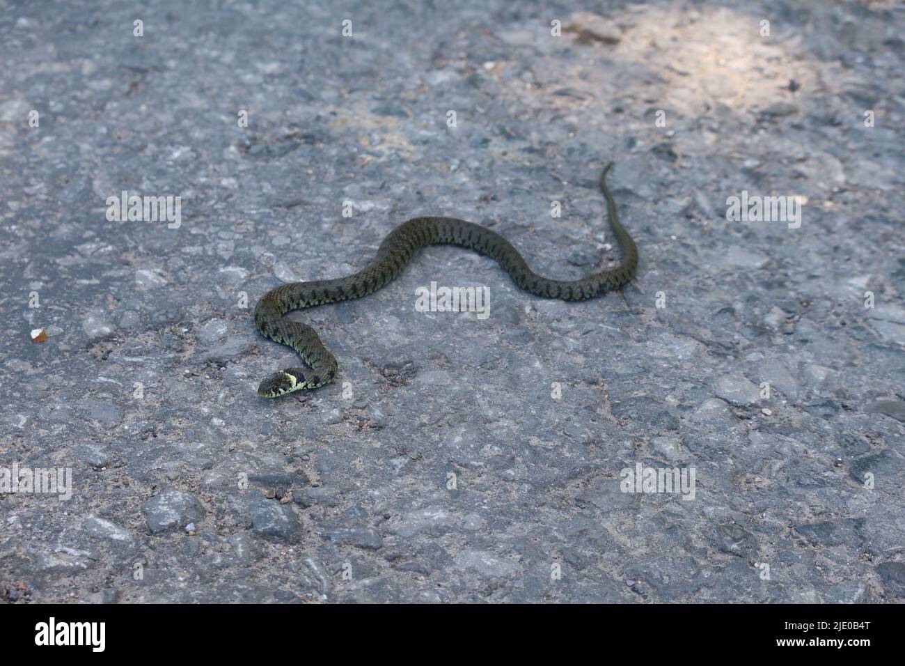 Adder snake on a road. Wessex ridgeway. Wiltshire. Dorset. West Country ...