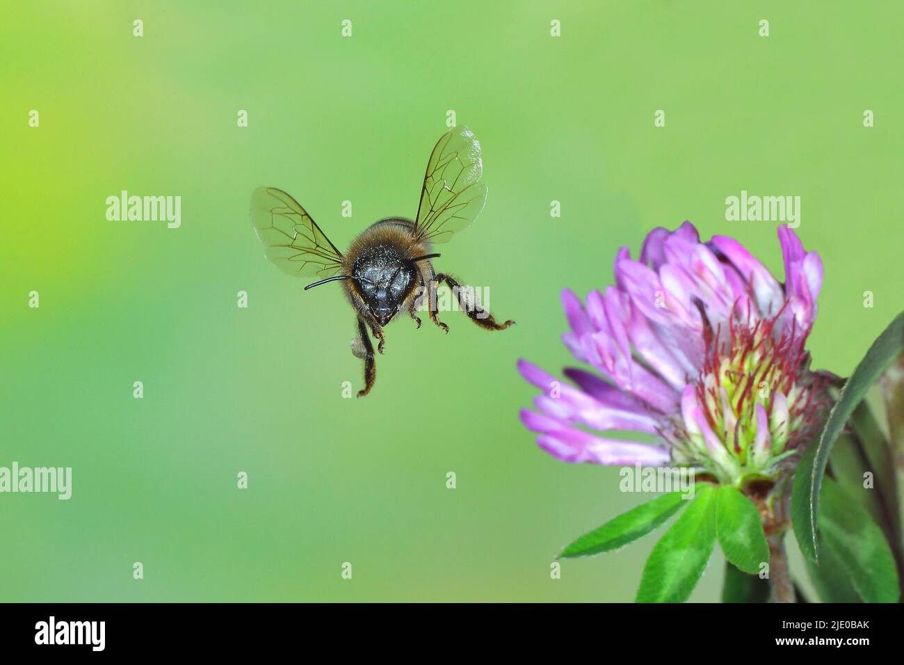 Red clover bee hi-res stock photography and images - Alamy