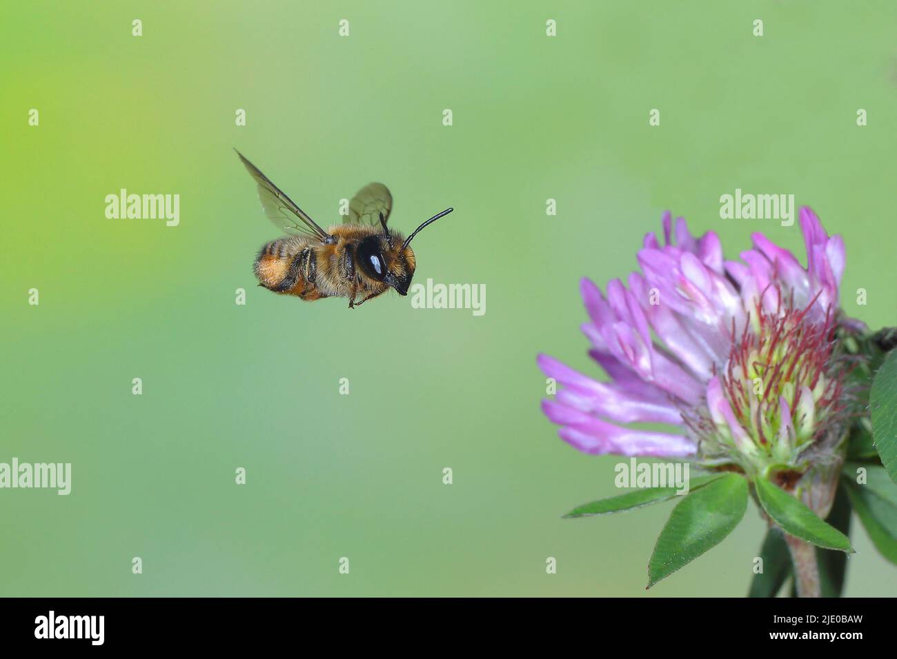 Red clover bee hi-res stock photography and images - Alamy