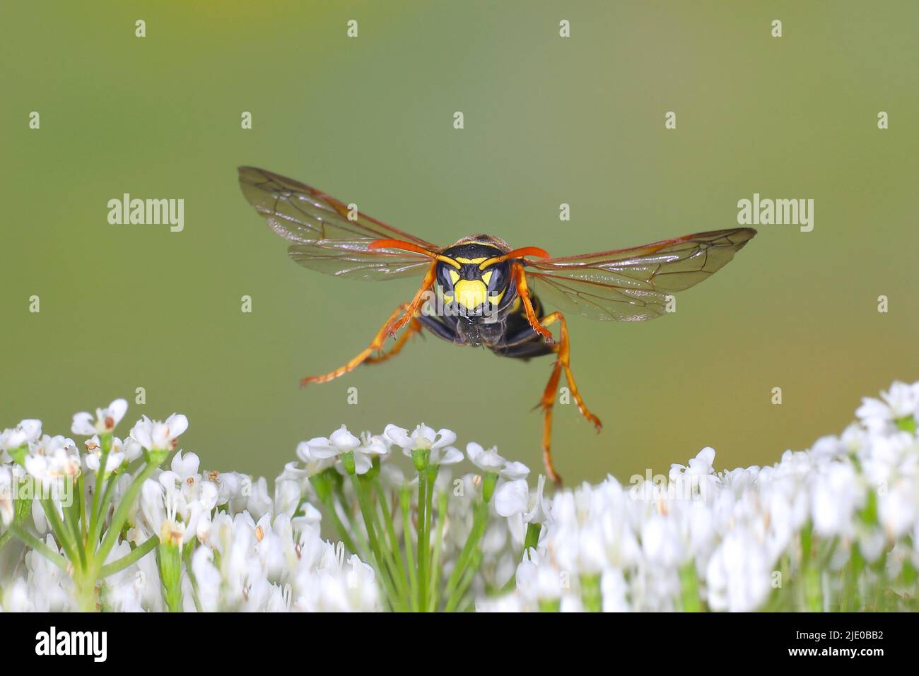 House field wasp (Polistes dominula), in flight, highspeed nature photo ...