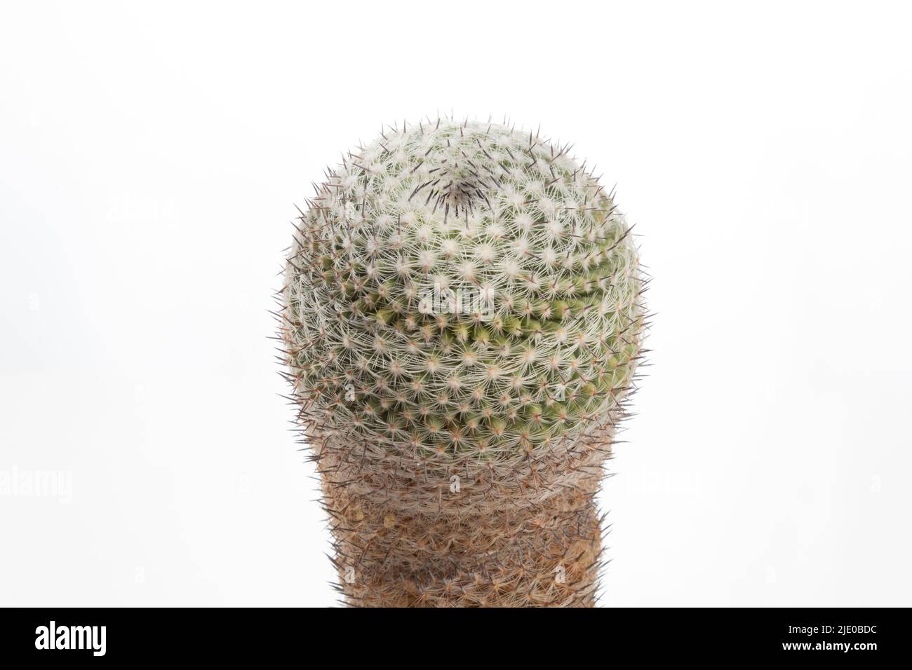 Fibonacci cactus hi-res stock photography and images - Alamy