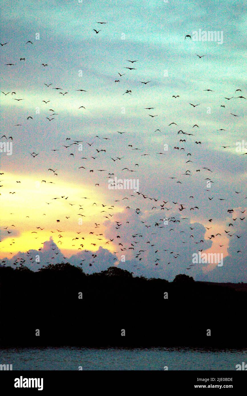 Bats flying on the sky, leaving their nesting island, Pulau Kalong (Bat ...