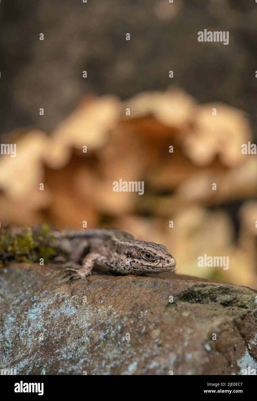 Common lizard, , Zootoca vivipara basking in early morning sun Stock ...