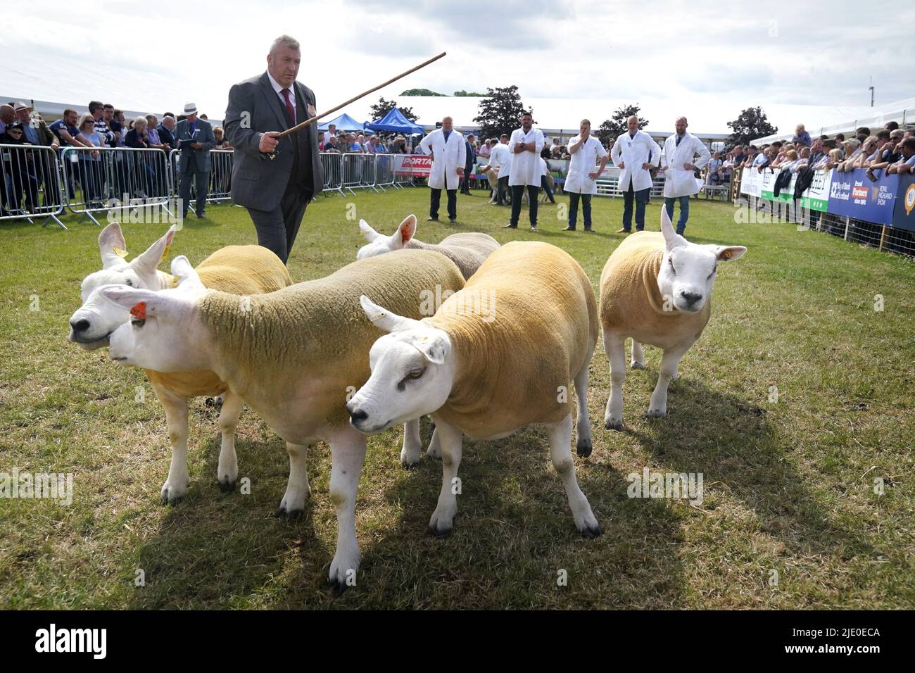 Texel sheep in the judging ring at the Royal Highland Show in Ingliston ...