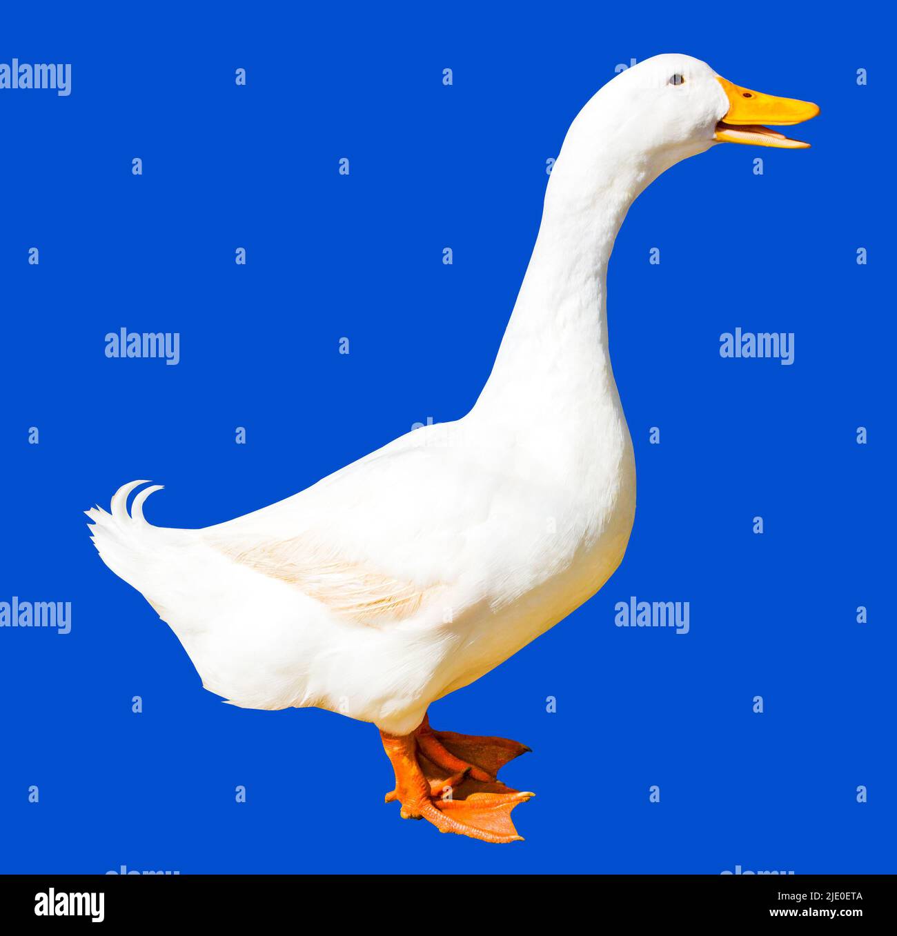 Duck isolated on blue background with clipping path Stock Photo - Alamy