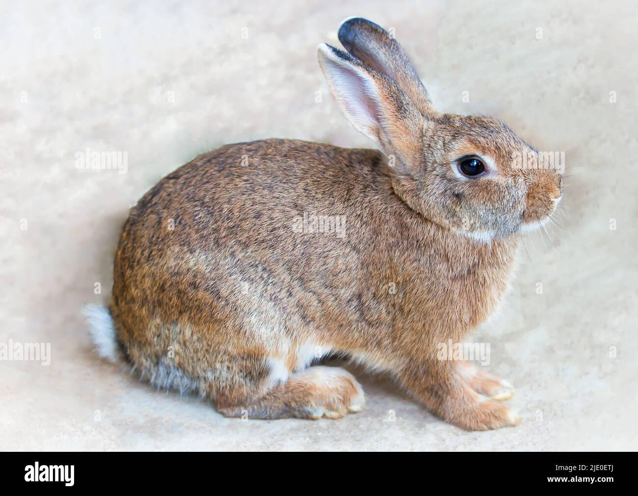 Red rabbits hi-res stock photography and images - Alamy