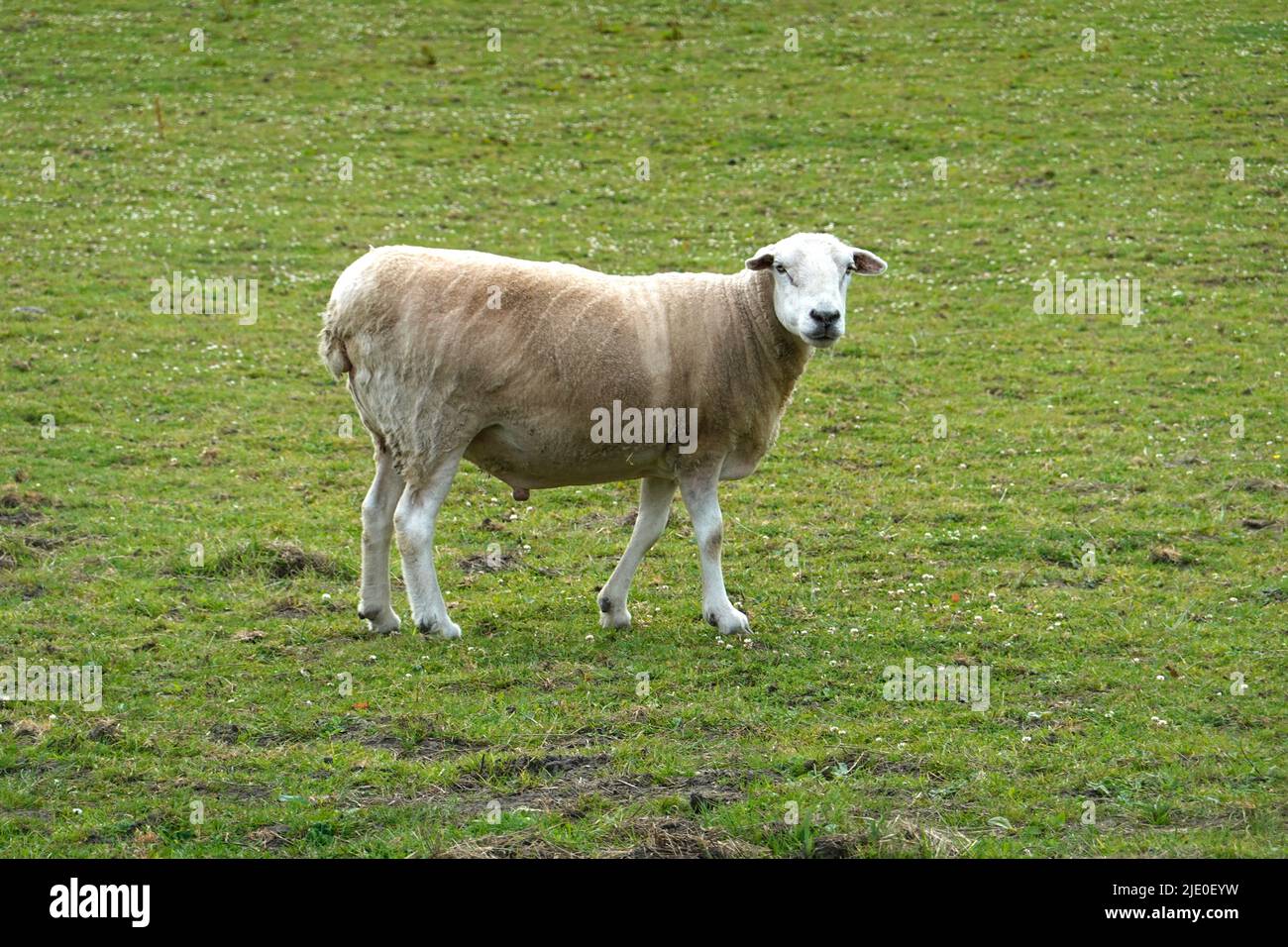 Sheep with no wool hi-res stock photography and images - Alamy