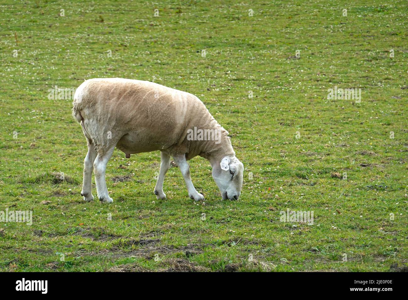 Sheep with no wool hi-res stock photography and images - Alamy