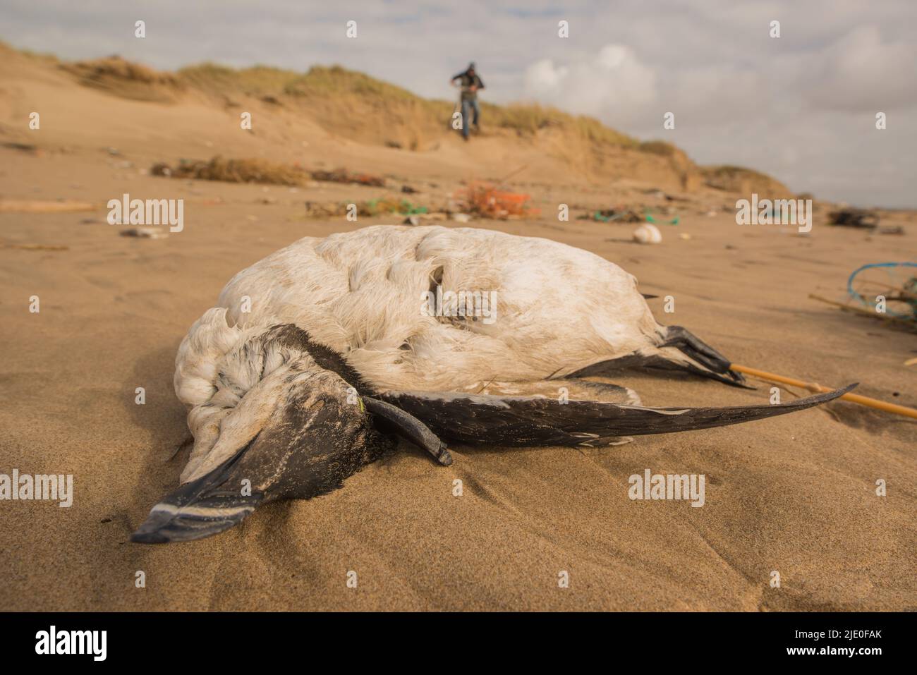 Dead seabird uk hi-res stock photography and images - Alamy