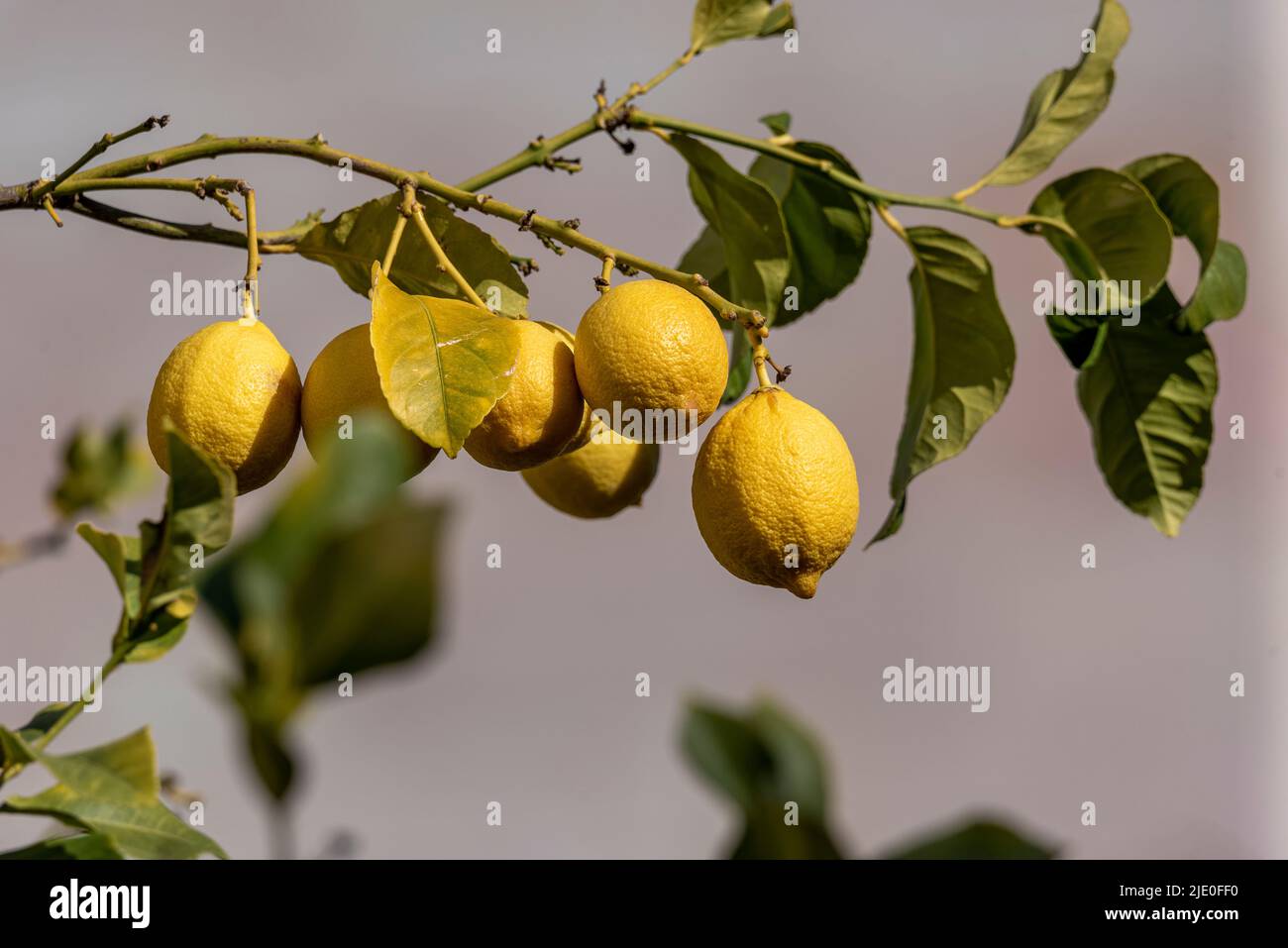 lemon trees with ripe yellow lemons in citrus orchard. beautiful nature ...
