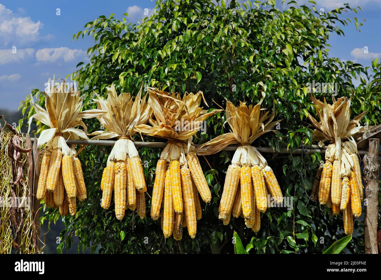 Corn cobs hanging to dry in five bundles on wooden pole, corn, Madeira ...