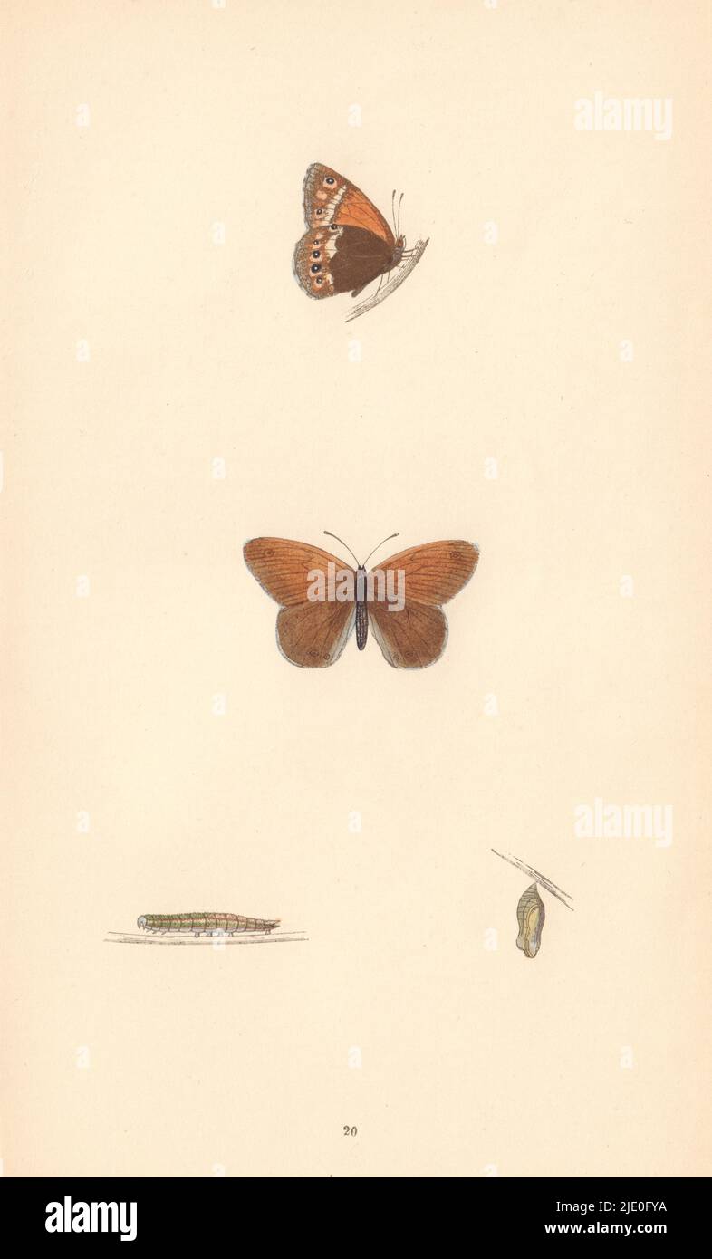 Francis orpen morris butterfly hi-res stock photography and images - Alamy