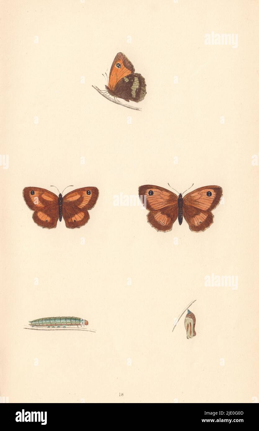 BRITISH BUTTERFLIES. Small Meadow Brown. MORRIS 1865 old antique print ...