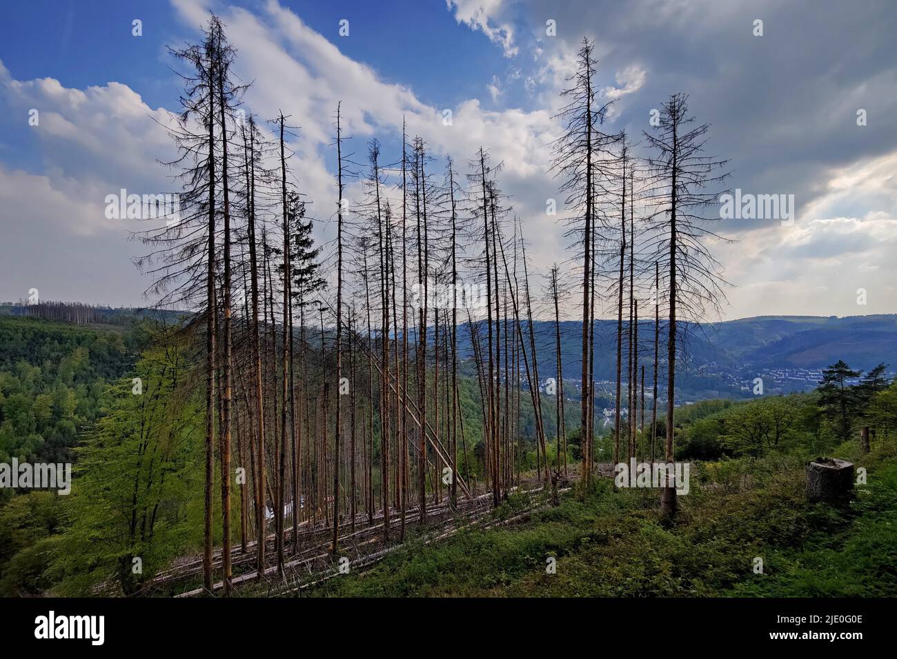 Dead spruces on the Wixberg, forest dieback, Iserlohn, Sauerland, North ...