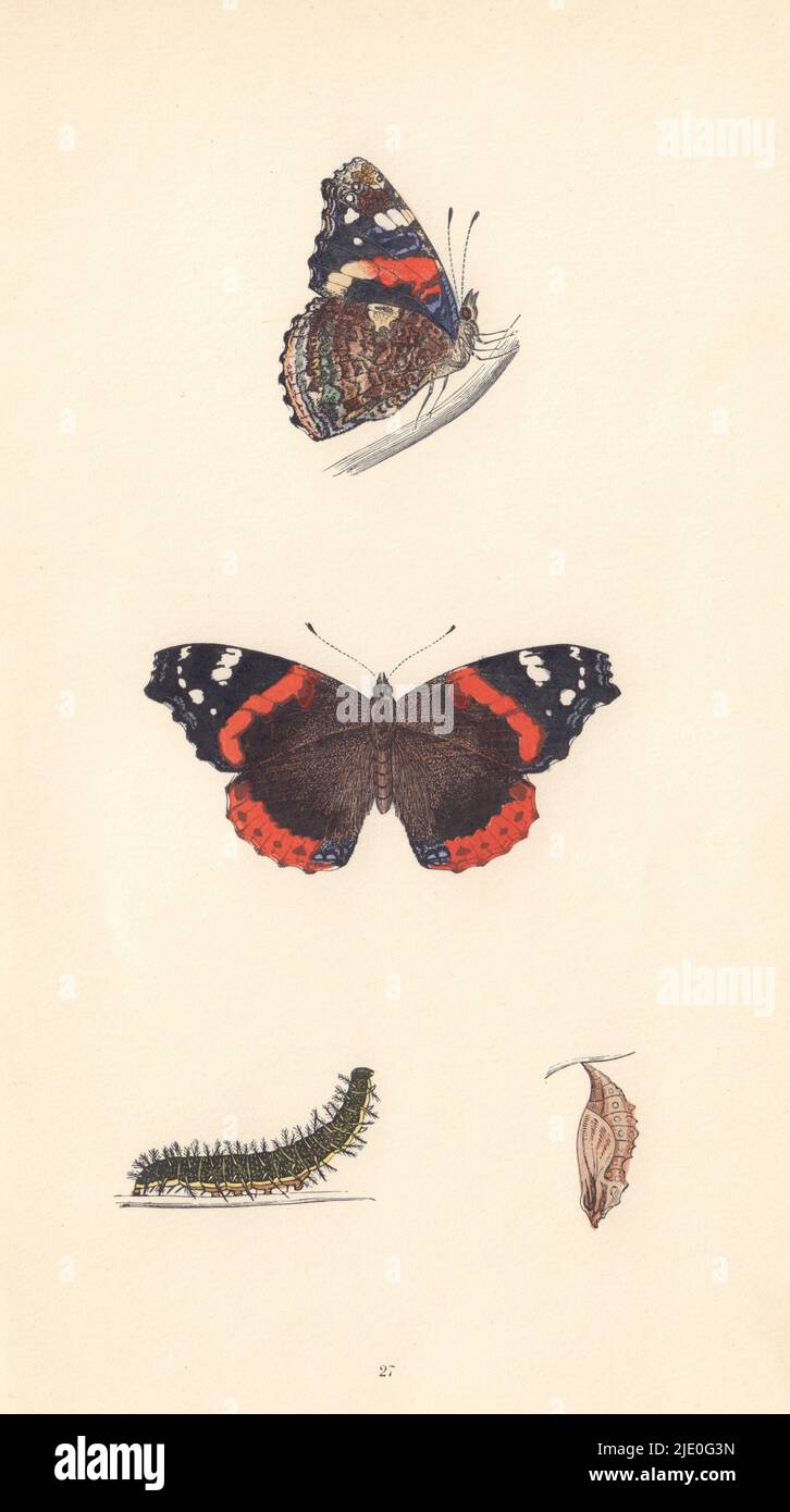 Vintage picture of red admiral hi-res stock photography and images - Alamy