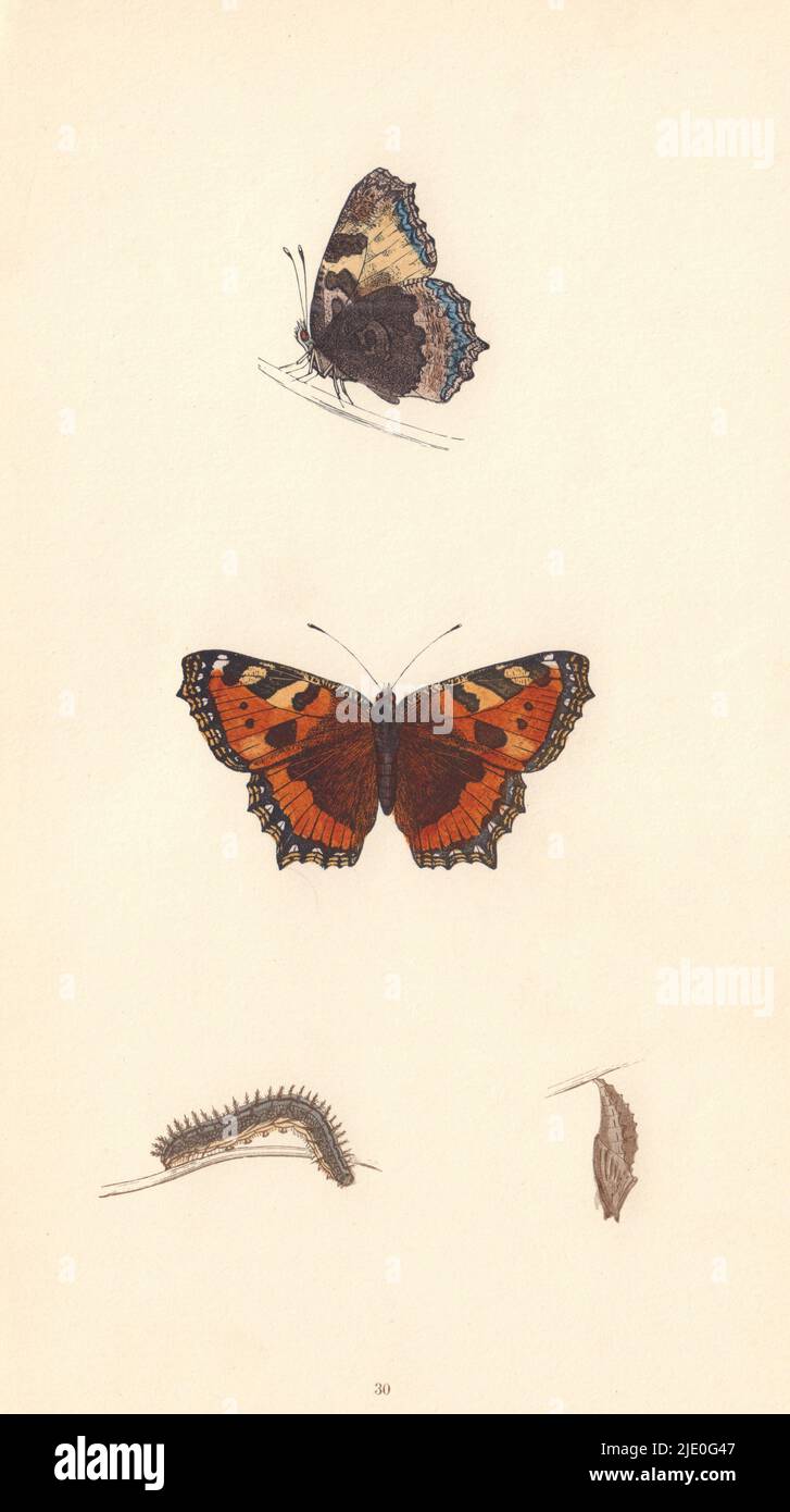 BRITISH BUTTERFLIES. Small Tortoise-shell. MORRIS 1865 old antique ...