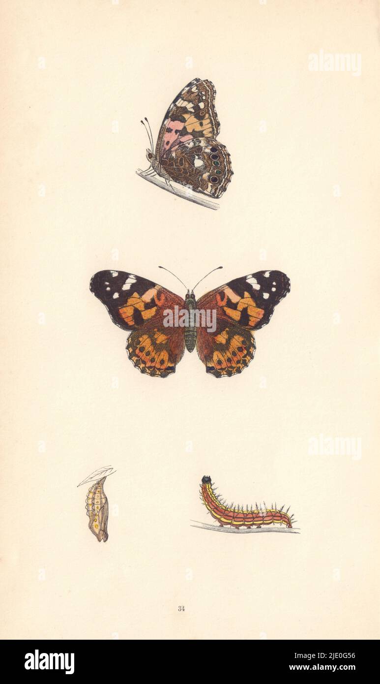 BRITISH BUTTERFLIES. Painted Lady. MORRIS 1865 old antique print ...