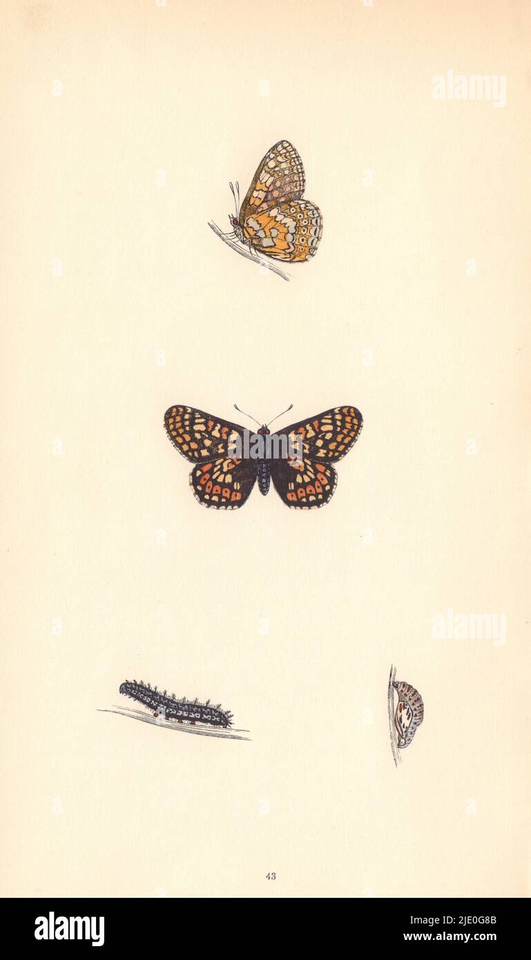 Old picture of fritillary hi-res stock photography and images - Alamy